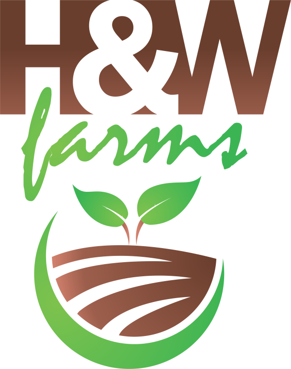 Corn – H&W Farms